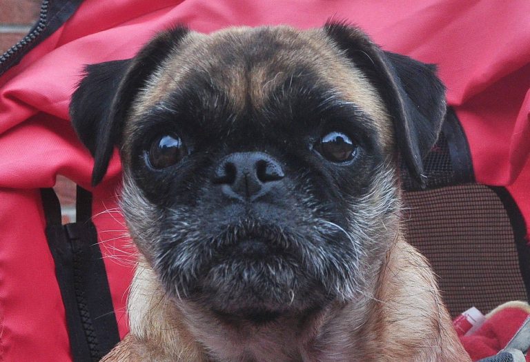 When and Why Loca the Pug died? All About Singing Pug That Cannot Run ...